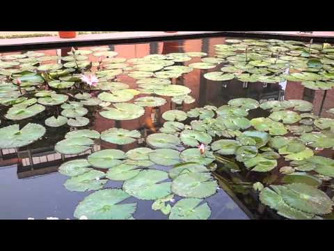 Indian habitat center (IHC delhi)