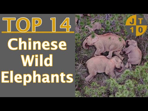 Fourteen Chinese Wild Elephants | China's Wild Elephants Head to Safety After Long Trek.
