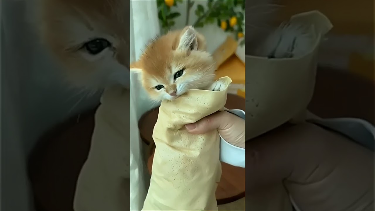 shaurmeow #memes #funny #Shorts