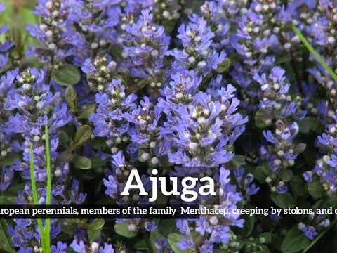 What is Ajuga? | How to Say Ajuga in English? | How Does Ajuga Look?