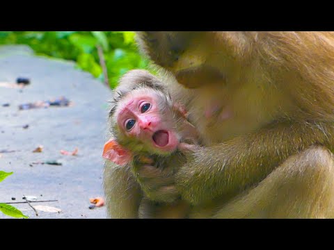 How lovely newborn Lumi reaction after his mama Linda giving him a sweet kiss