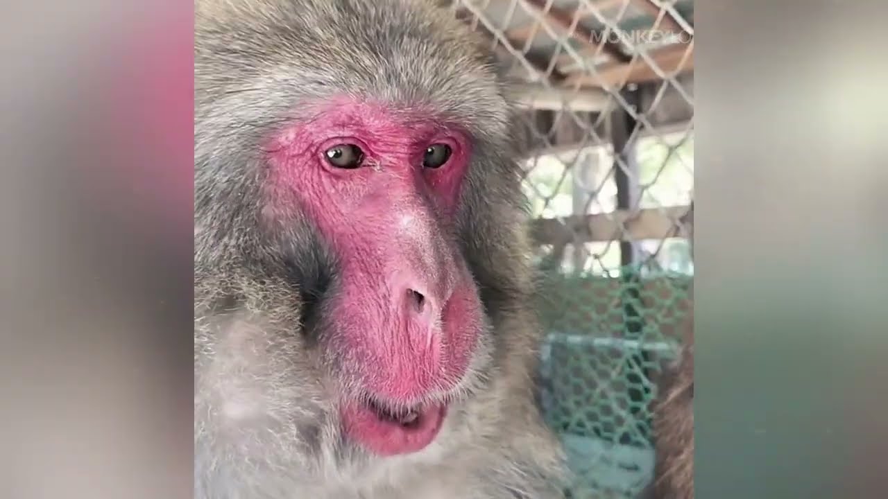 100 Fascinating Facts About Monkeys