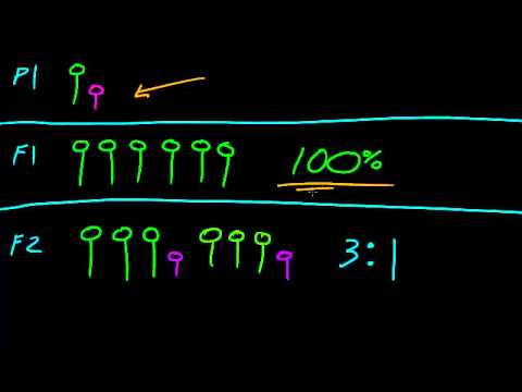 Biology Lecture - 60 - Pea Plant Experiment and Genes
