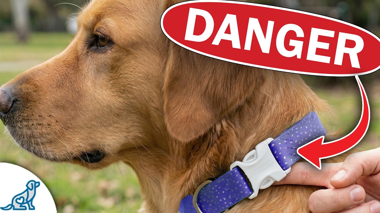 What Pet Stores Won't Tell You About Dog Collars...