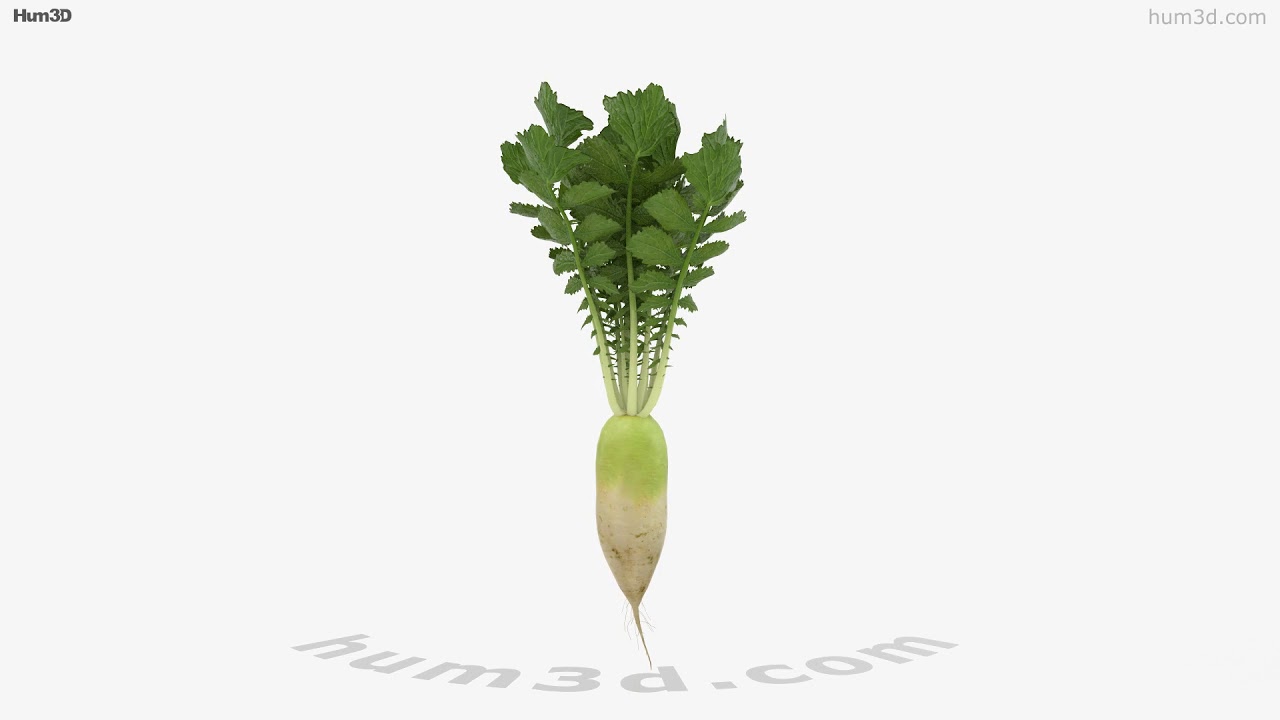 Korean Radish 3D model by 3DModels.org