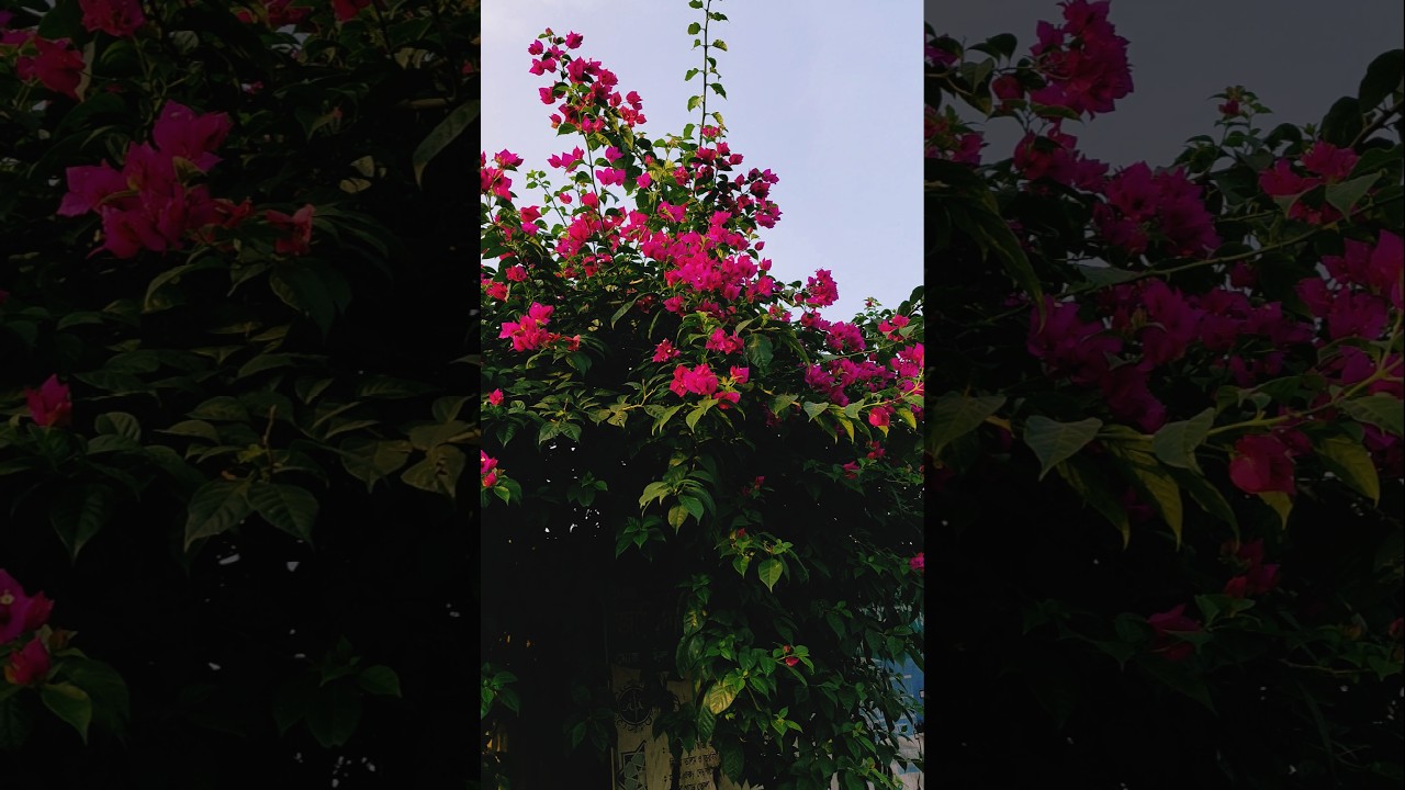 🌸 Bougainvillea Flower | Beautiful Pink Flowers | Nature Shorts | 4K Ultra HD Quality #nature