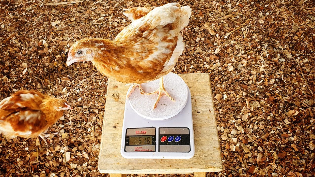 Is it Necessary to Weigh your Chickens? | Monitoring Chicken Growth