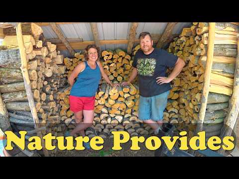 It All Starts Here- From Dead Trees to FREE WINTER HEAT