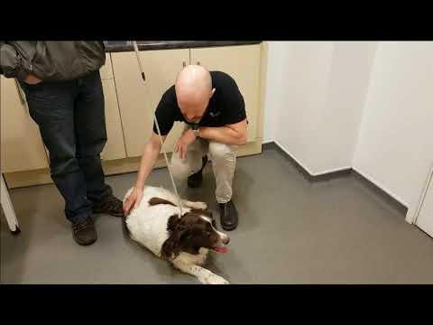 How to score your dog's body condition