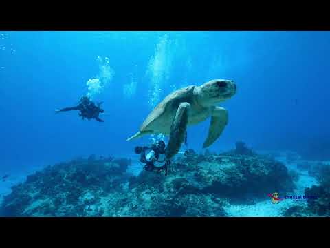 SCUBA DIVING in COZUMEL - The Best of May, 2024