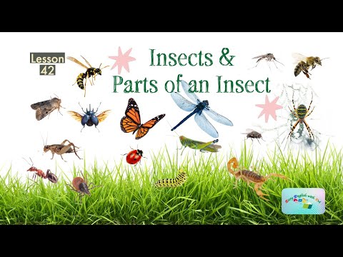 Lesson 42: Insects and Parts of an Insect