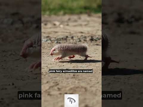 5 Fun Facts about pink fairy armadillos #funfacts #interestingfacts #facts #shorts #armadillo