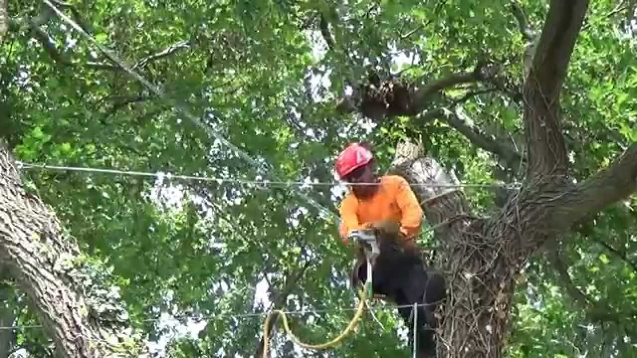 The Tree Support System- Tree Cabling