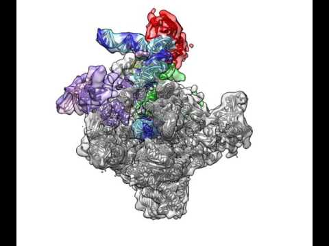 Architecture of the RNA polymerase II–Mediator core initiation complex