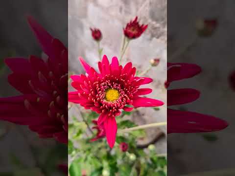 winter flower plant flower Omm #viralshort #ytshorts