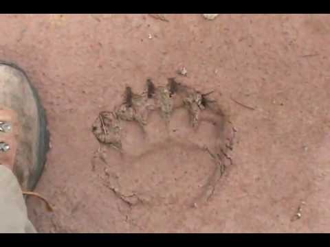 Bear Paw Print