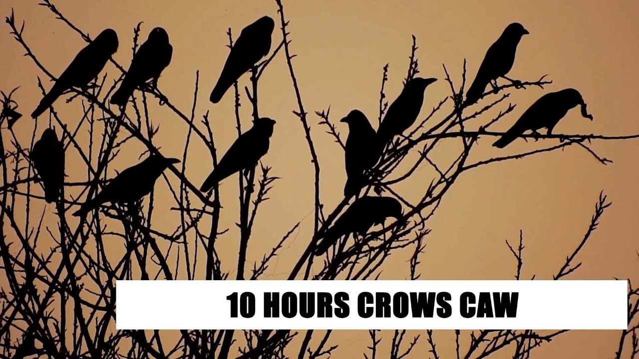 CROWS CAW - 10 HOURS