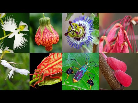 Nature's Impersonators: Insect-Flower Lookalikes