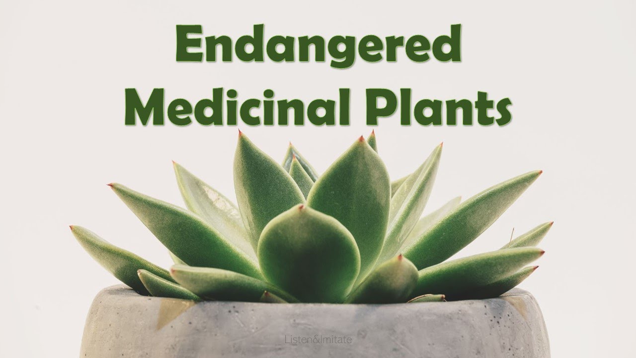 Endangered Medicinal Plants | Pre-Intermediate Practice