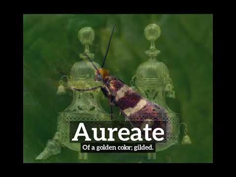 What is Aureate? | How to Say Aureate in English? | How Does Aureate Look?