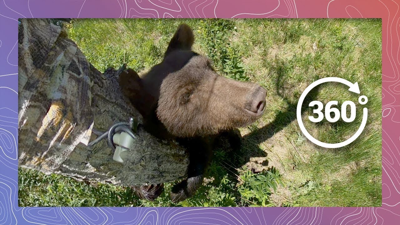 Black Bear Encounter in the Wild - Episode 1 | Wildlife in 360 VR