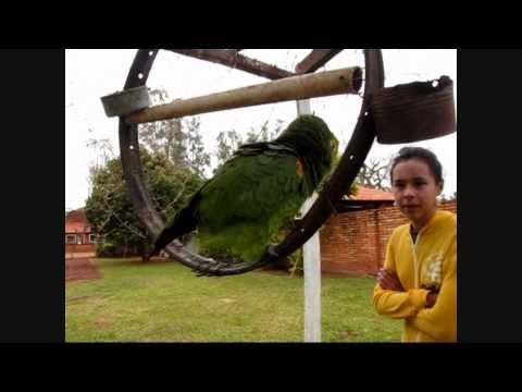 Loro que ladra, habla y ríe: videos virales de animales tiernos | Mascotas