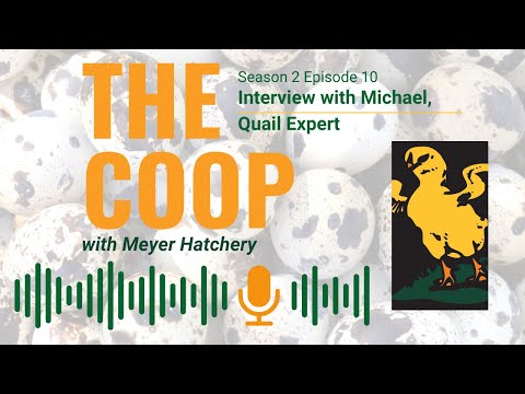 Interview with Michael, Quail Expert - The Coop Podcast S2, Ep. 10