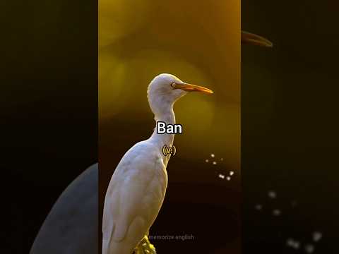 Ban meaning and usage #shortsviral #shorts #english #learnenglish