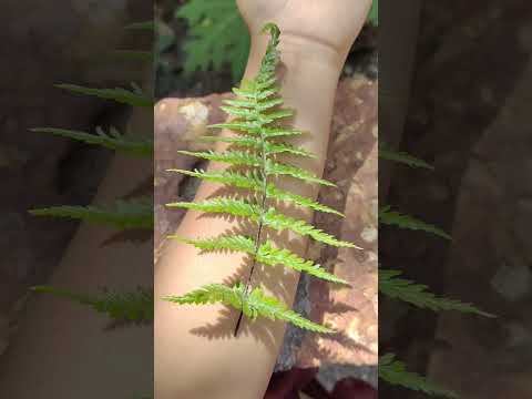 impressive tattoo plants | fern leaf | silver tattoo | fern leaf tattoo #kerala #trending