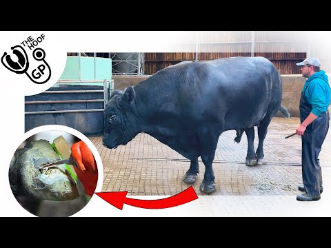1 HUGE BULL ... 3 SORE FEET!!!!