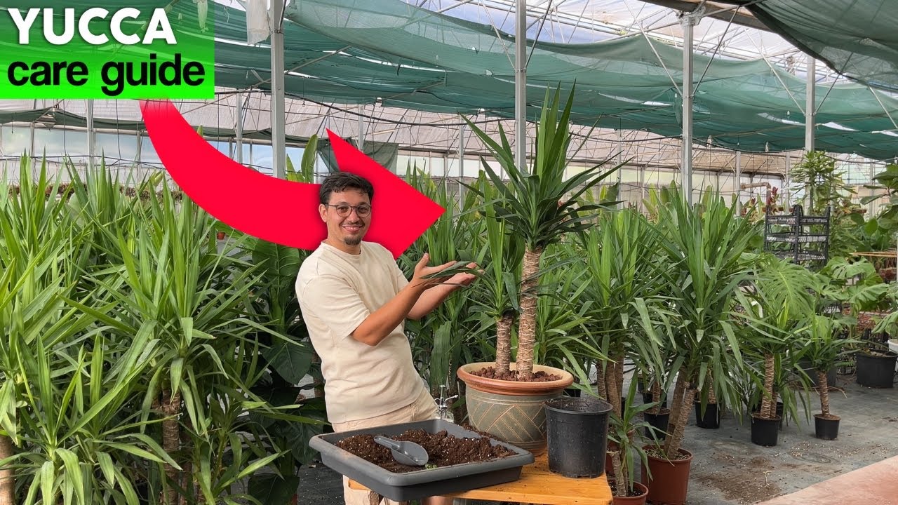 Yucca Plant Care Guide: Everything You Need to Know