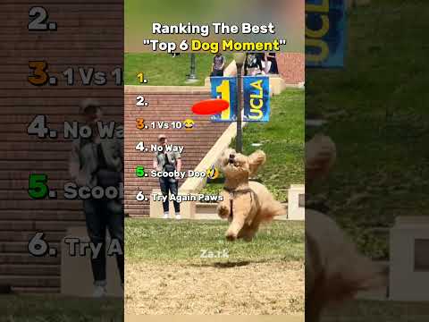 Ranking The Best "Top 6 Dog Moment"