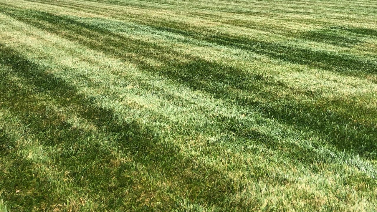 Walker Mowing POV