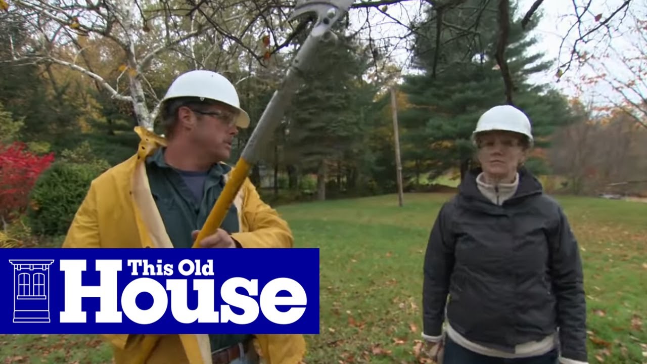 How to Prune a Crabapple Tree | This Old House