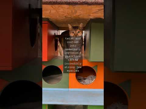 The Whiskered Wonder Unpacking the Fascinating Anatomy of CatsAs we gaze into those...