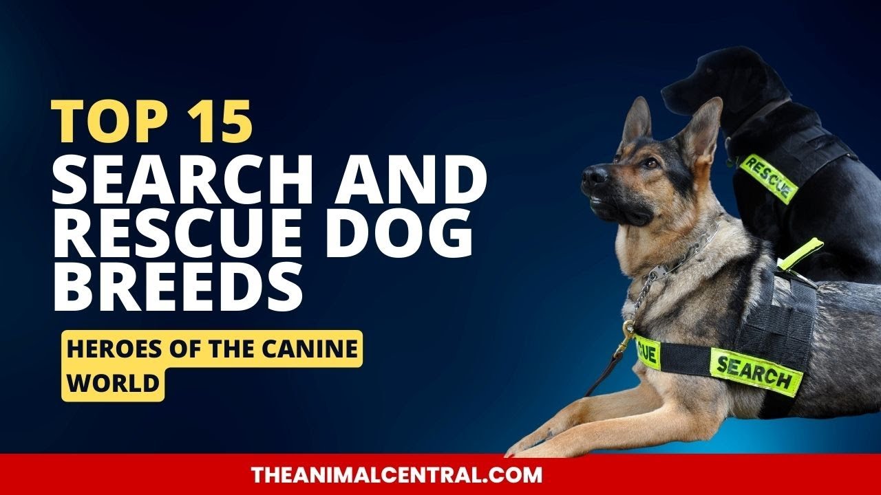 Top 15 Search and Rescue Dog Breeds Heroes of the Canine World