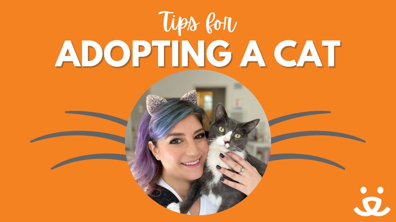Here's 5 things to consider before adopting a #cat