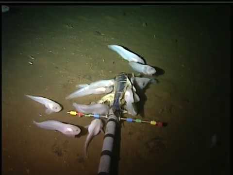 Deepest Fish Ever Discovered in Mariana Trench