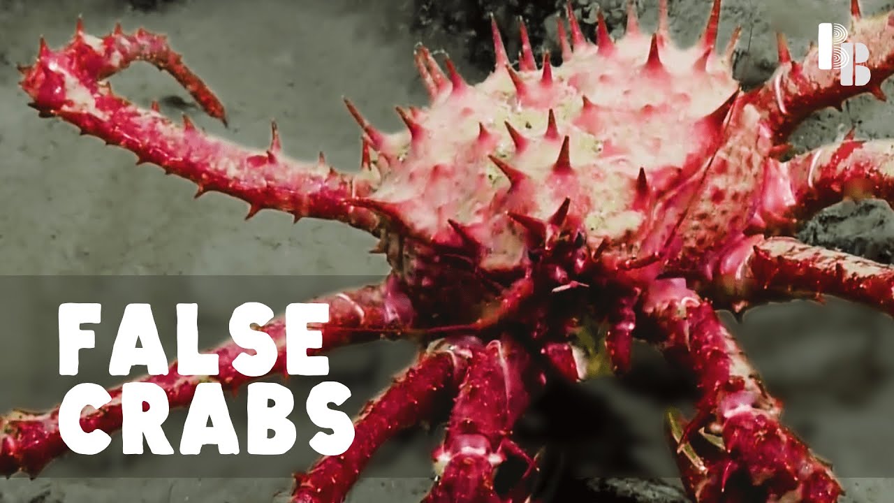 This Is Not A Crab