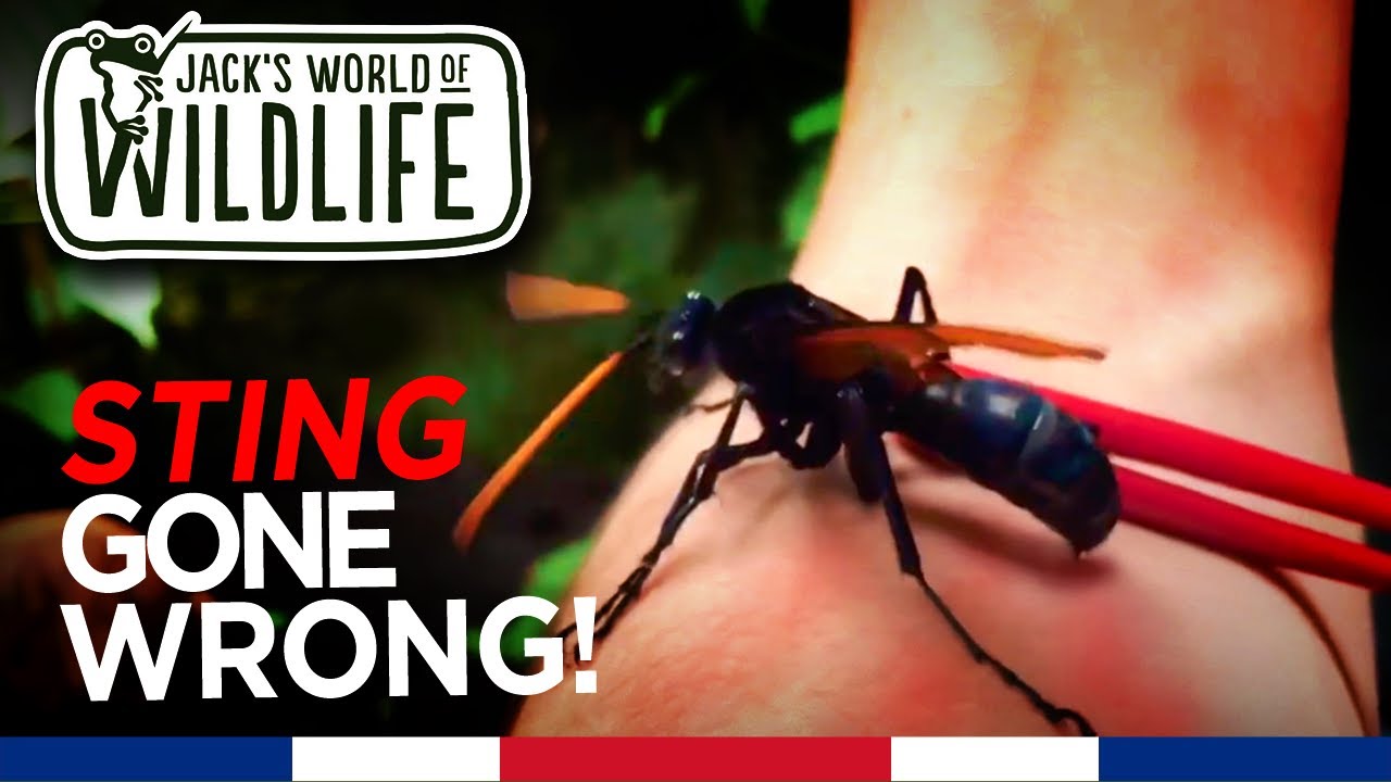 Tarantula Hawk Wasp Sting GONE WRONG!!