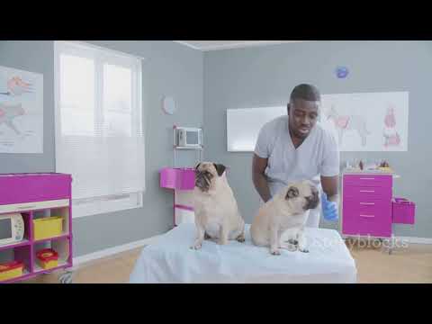 10 Amazing facts about dogs