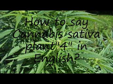 How to pronounce Cannabis sativa plant"4" in English?