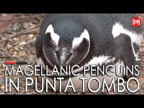 Magellanic penguins in Punta Tombo