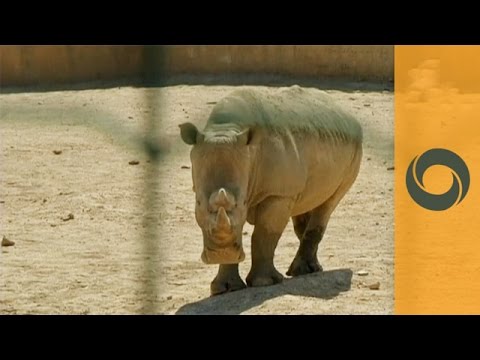 Greek Crisis: Life Or Dead For Zoo Animals