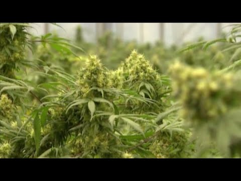 NYS Department of Health Cannabinoid Hemp Program now accepting licensing applications