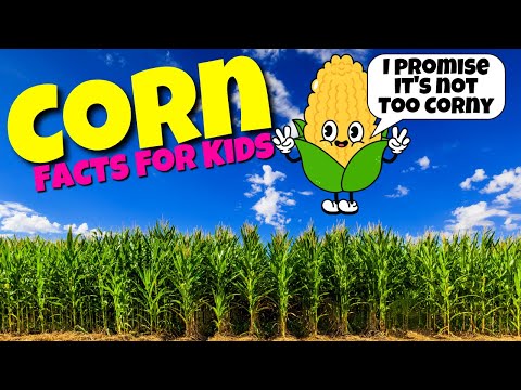 All About Corn! 🌽 Corn is not so "Corny" Anymore 🤪 Facts For Kids