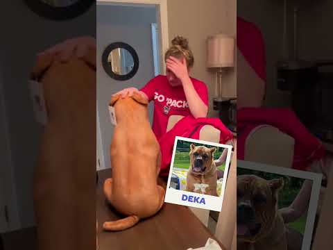 Pet owners react to plushies of their pets that passed. 🤧❤️ #cuddleclones #petloss #grief #dog
