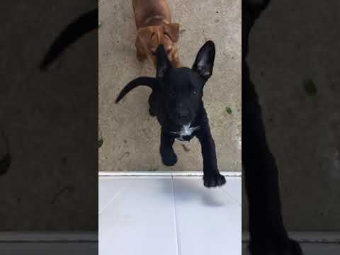 Video of adoptable pet named Lola