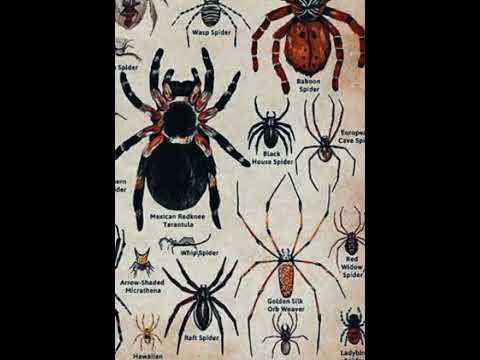 Types of Spiders | Whip Spider | #spider #scary @AtharvAction38