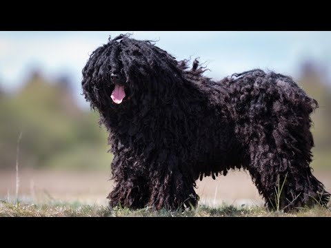PULI DOG: A REGAL BEAST